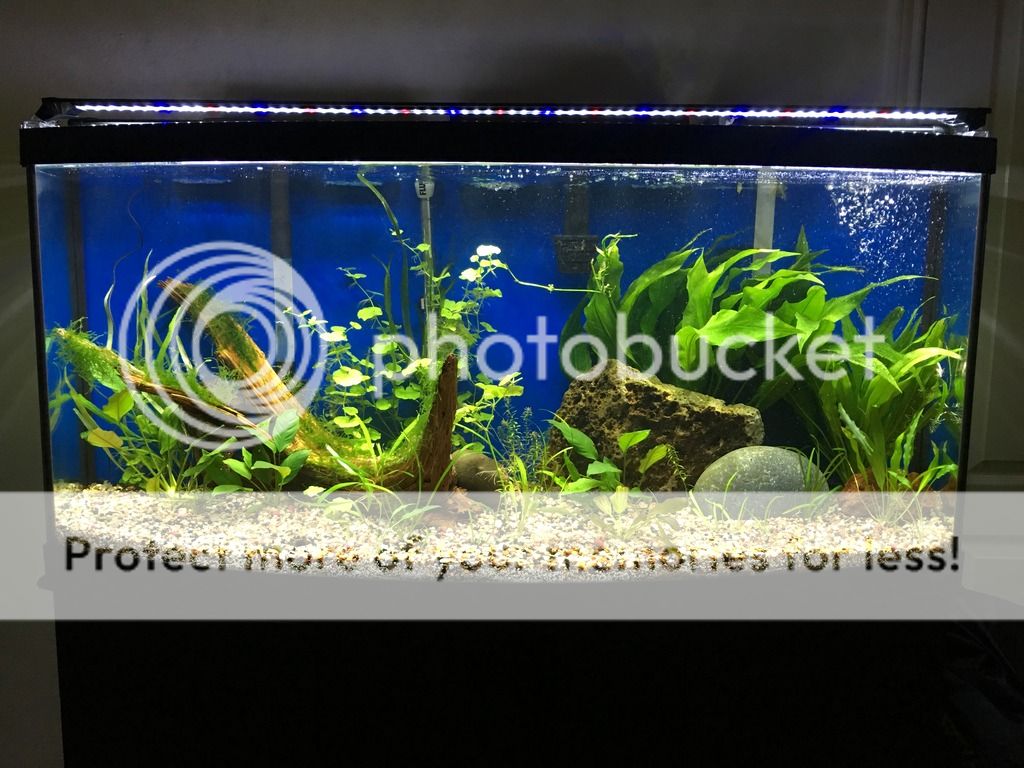 Low tech planted discus frontbowl | The Planted Tank Forum